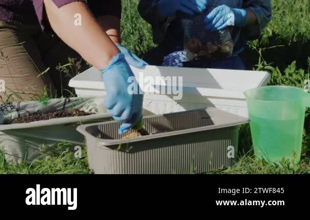 Summer bulbs pot Stock Videos & Footage - HD and 4K Video Clips - Alamy