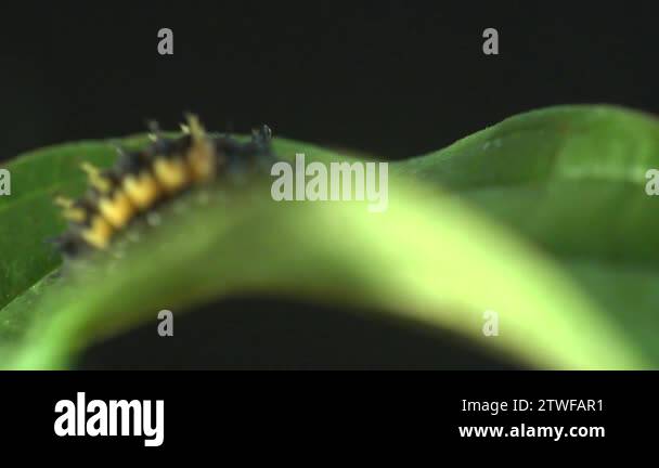 Insect macro: Second instar developmental stage Ladybug beetle on green ...