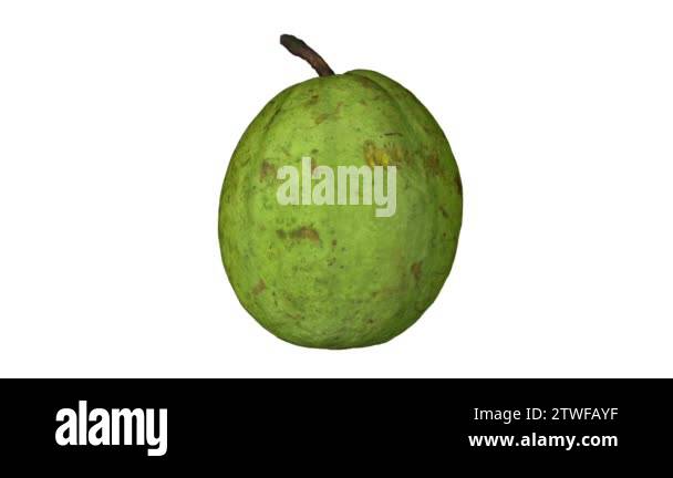 Realistic render of a rotating guava on white background. The video is ...