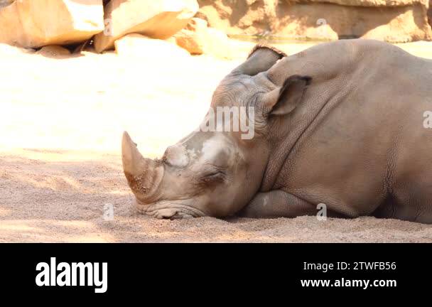 White rhinoceros or square-lipped rhinoceros (Ceratotherium simum) is ...
