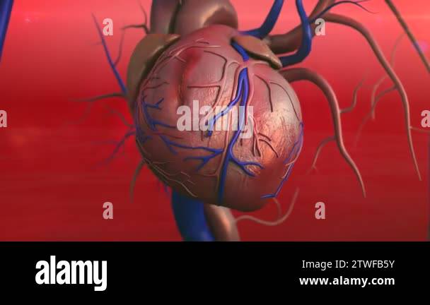 Human heart model, Full clipping path included, Human heart for medical ...