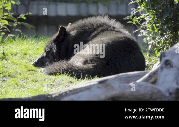 Gray wolf (Canis lupus), also known as timber wolf or western wolf, is ...