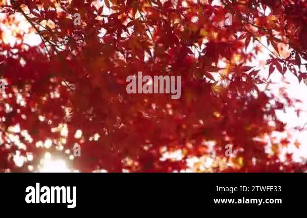 Japanese Maple Trees with Sun Shining Through Stock Video Footage - Alamy