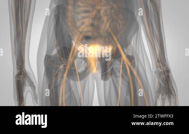 Female reproductive system Stock Videos & Footage - HD and 4K Video ...