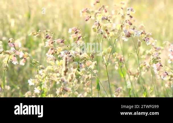 Pasture with spring wildflowers Stock Videos & Footage - HD and 4K ...