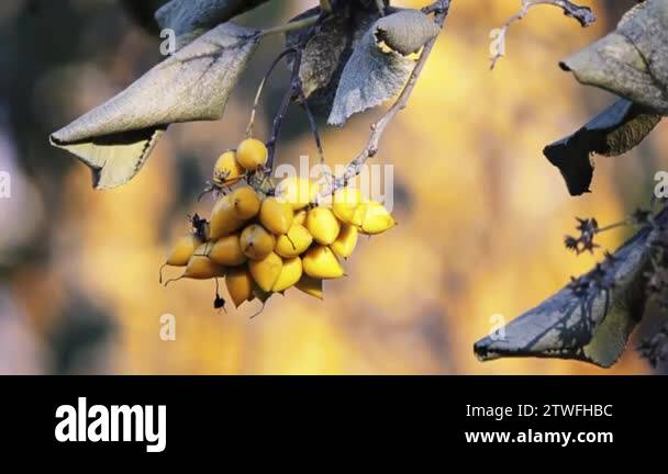 Native taiwan plant Stock Videos & Footage - HD and 4K Video Clips - Alamy