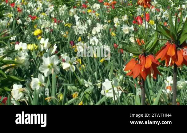 Crown imperial or imperial fritillary Fritillaria imperialis ornamental ...