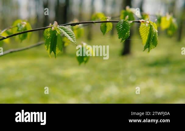 Elm twig Stock Videos & Footage - HD and 4K Video Clips - Alamy