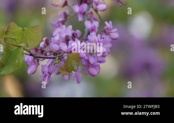 Cercis siliquastrum, commonly known as Judas tree or Judas-tree, is ...