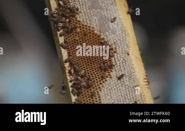 Apiary. Work with bees. Honey combs. The beekeeper takes out the honey ...