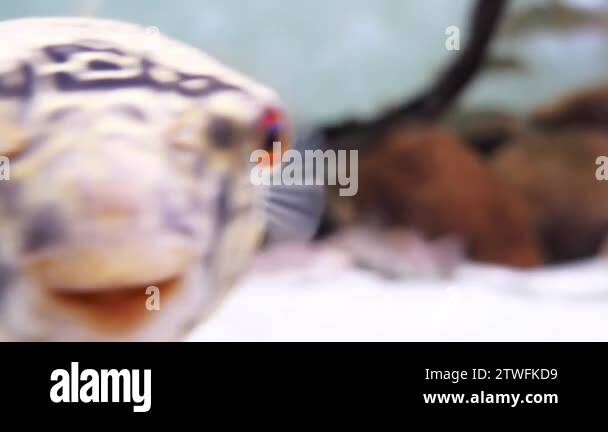 Freshwater puffer fish Stock Videos & Footage - HD and 4K Video Clips ...