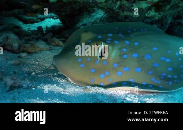 Bluespotted stingray Taeniura Lumma hiding under coral underwater Red ...