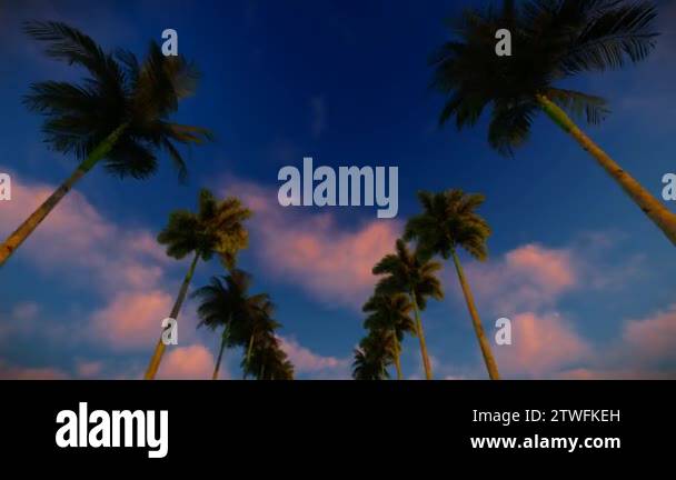 30 palm Stock Videos & Footage - HD and 4K Video Clips - Alamy