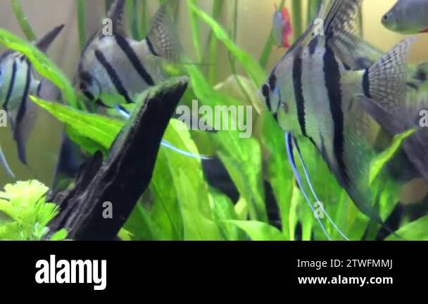 Pterophyllum scalare, most commonly referred to as angelfish, angel-koi ...