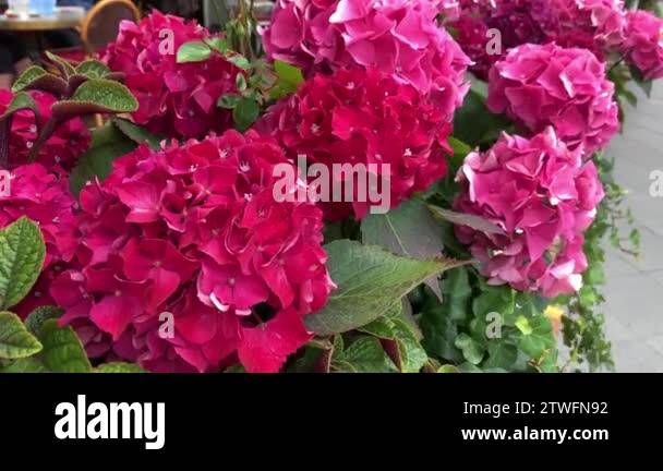 Bright pink hydrangea Stock Videos & Footage - HD and 4K Video Clips ...