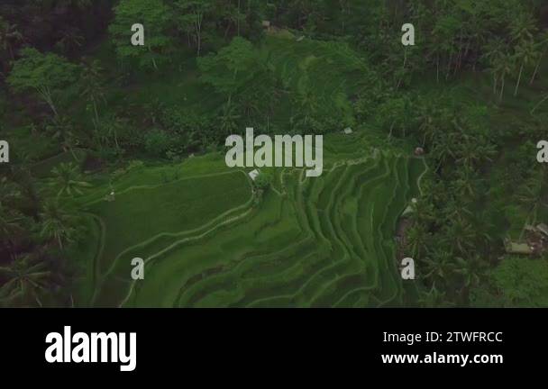 Green rice terrace aerial landscape. Green rice plantation on mountain ...