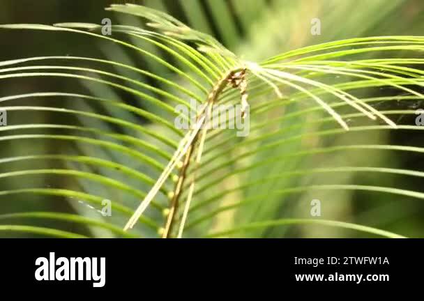 Macrozamia moorei is cycad in family Zamiaceae, native to Queensland ...