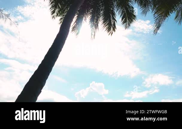High coconut tree and the bright sunlight in the daytime, the sunray ...