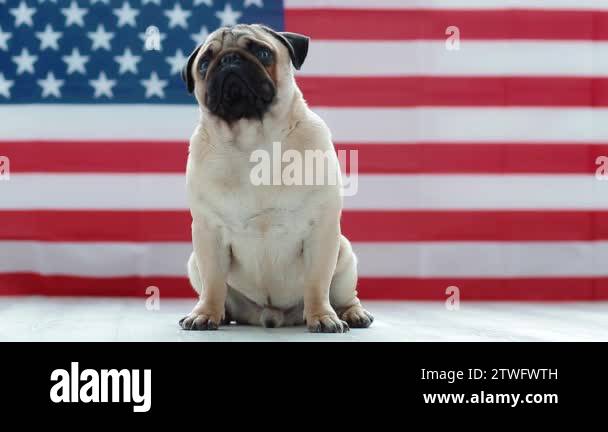Solder with dog Stock Videos & Footage - HD and 4K Video Clips - Alamy