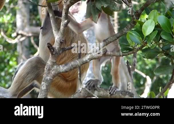 Baby Proboscis monkey (Nasalis larvatus) playing in a tree in Labuk Bay ...
