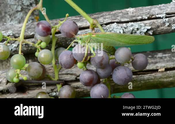 Grape bunch Stock Videos & Footage - HD and 4K Video Clips - Alamy