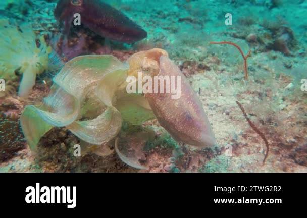 Filipino cuttlefish Stock Videos & Footage - HD and 4K Video Clips - Alamy