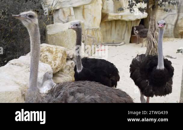 Desert fauna Stock Videos & Footage - HD and 4K Video Clips - Alamy