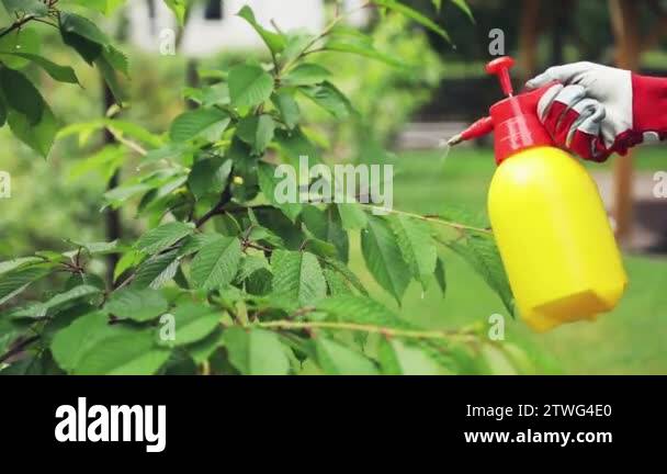 Cherry tree pests and diseases Stock Videos & Footage - HD and 4K Video ...