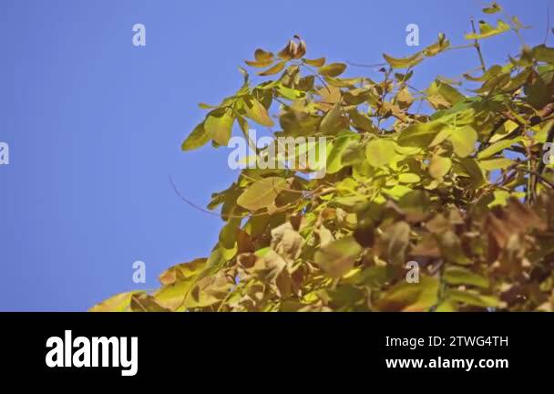 Styphnolobium japonicum Schott, Japanese pagoda tree (Chinese scholar ...