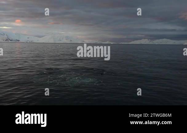 Krill Stock Videos & Footage - HD and 4K Video Clips - Alamy