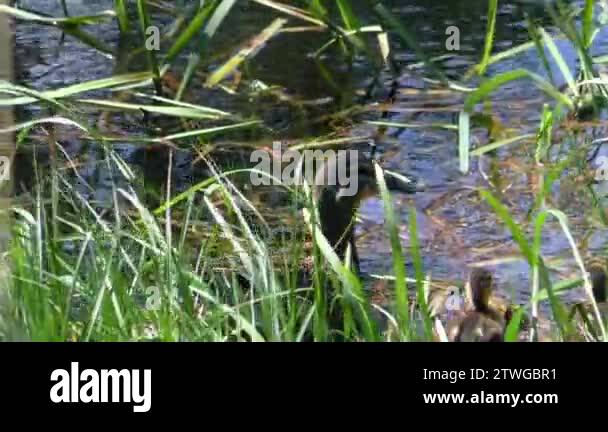 Female mallard duck with ducklings swimming in a marsh Stock Videos ...