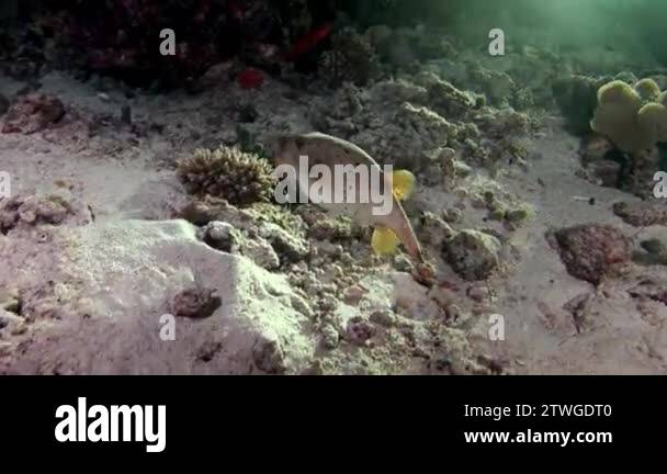 Pufferfishe Kugelfische Tetrodons fish underwater on amazing seabed in ...