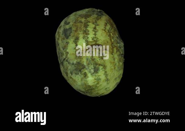 Realistic render of a rotating Mexican Turnip (Jicama) on black ...
