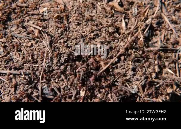 Intelligent insects Stock Videos & Footage - HD and 4K Video Clips - Alamy