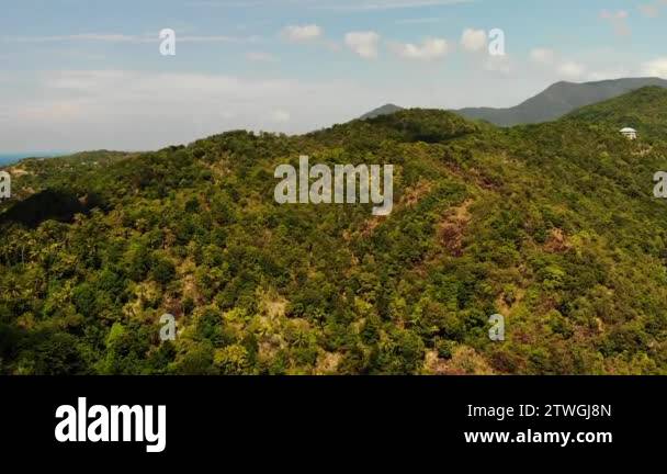 Tropical forest on island. Fantastic drone view of green jungle on ...