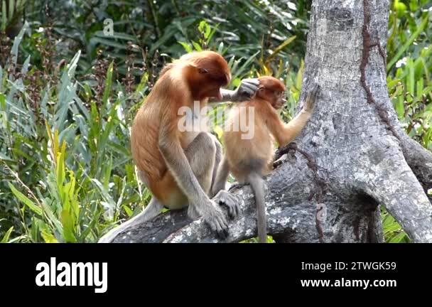 Female Proboscis monkey (Nasalis larvatus) with a baby sitting on a ...