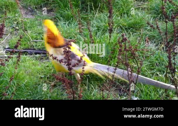 Golden pheasant or Chinese pheasant (Chrysolophus pictus) is gamebird ...