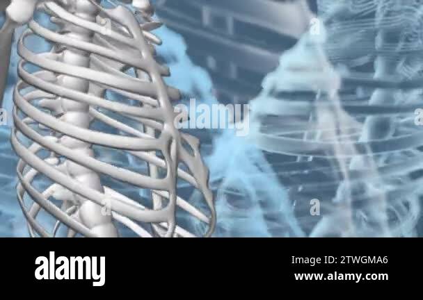 Human skeletal anatomy Stock Videos & Footage - HD and 4K Video Clips ...