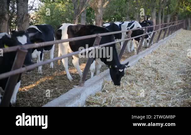 Cows feeding process on modern farm. Close up cow feeding on milk farm ...