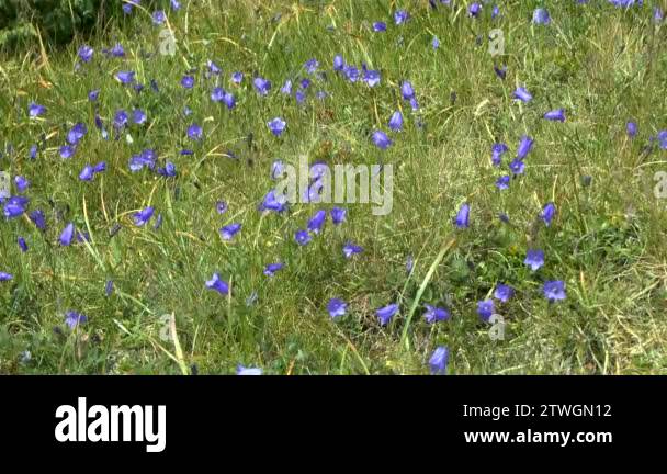 Carpathian bellflower campanula carpatica Stock Videos & Footage - HD ...