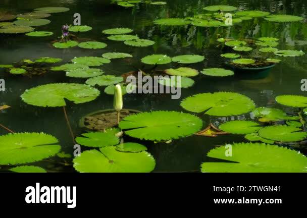 Nymphaea alba roots Stock Videos & Footage - HD and 4K Video Clips - Alamy