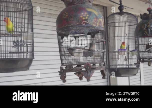 Cages of birds Stock Videos & Footage - HD and 4K Video Clips - Alamy