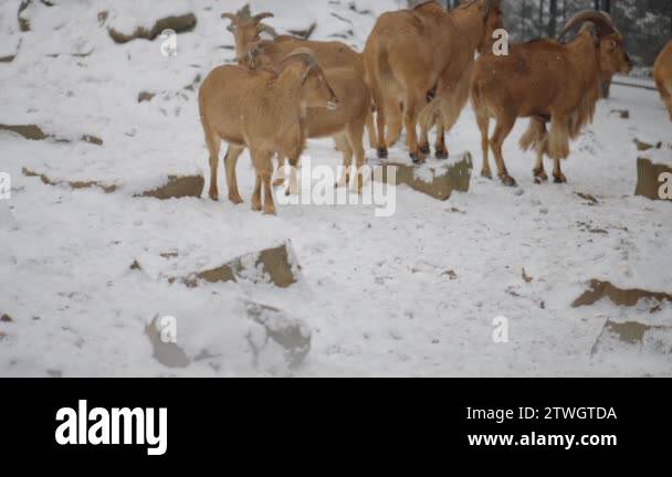 Barbary sheep (Ammotragus lervia) is a species of caprid (goat-antelope ...