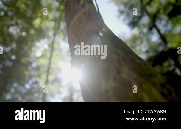 Broken tree top close up Stock Videos & Footage - HD and 4K Video Clips ...