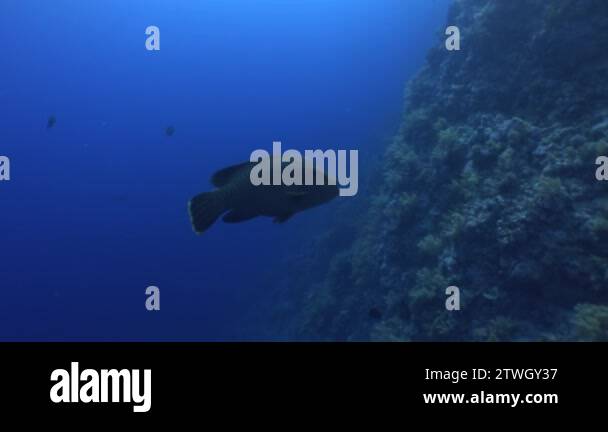 Giant wrasse napoleon fish on dark blue background in Red sea of Egypt ...