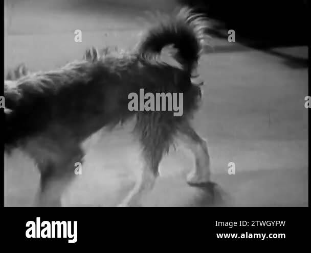 Dog opening doors Stock Videos & Footage - HD and 4K Video Clips - Alamy