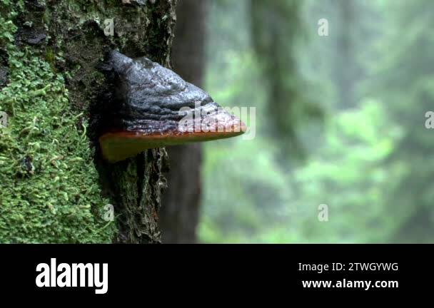 Hydnoid fungi Stock Videos & Footage - HD and 4K Video Clips - Alamy