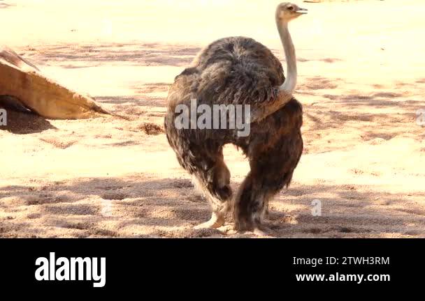 Female of common ostrich (Struthio camelus) is either of two species of ...