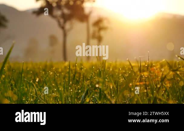 Asian rice paddy field vietnam green farm. Harvest agriculture planting ...