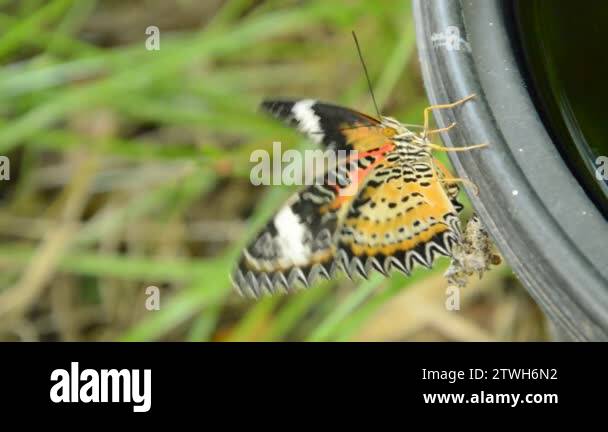 Butterfly metamorphosis from cocoon climbing Stock Videos & Footage ...